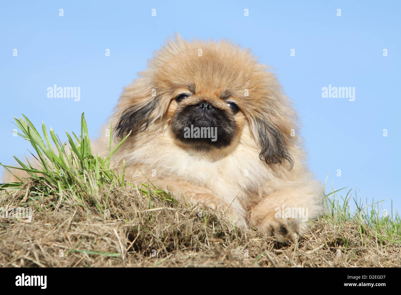 Dog Pekingese / Pekinese / Pékinois puppy sable lying in a meadow Stock ...