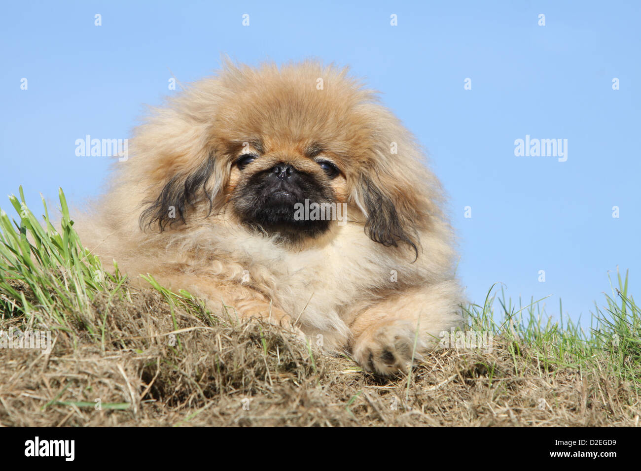 Peking palasthund hi-res stock photography and images - Alamy
