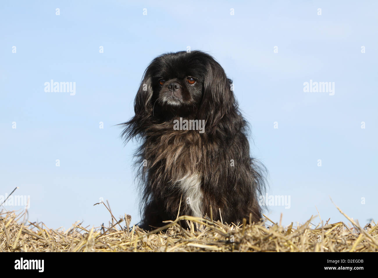 Dog Pekingese / Pekinese / Pékinois adult black sitting on the straw ...