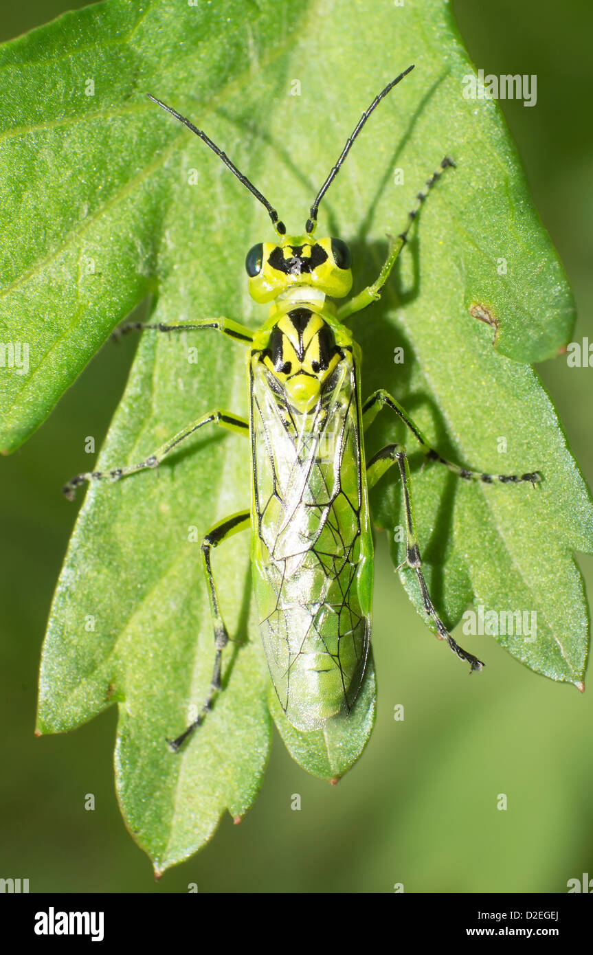 Green gadfly lying on leaves Stock Photo - Alamy