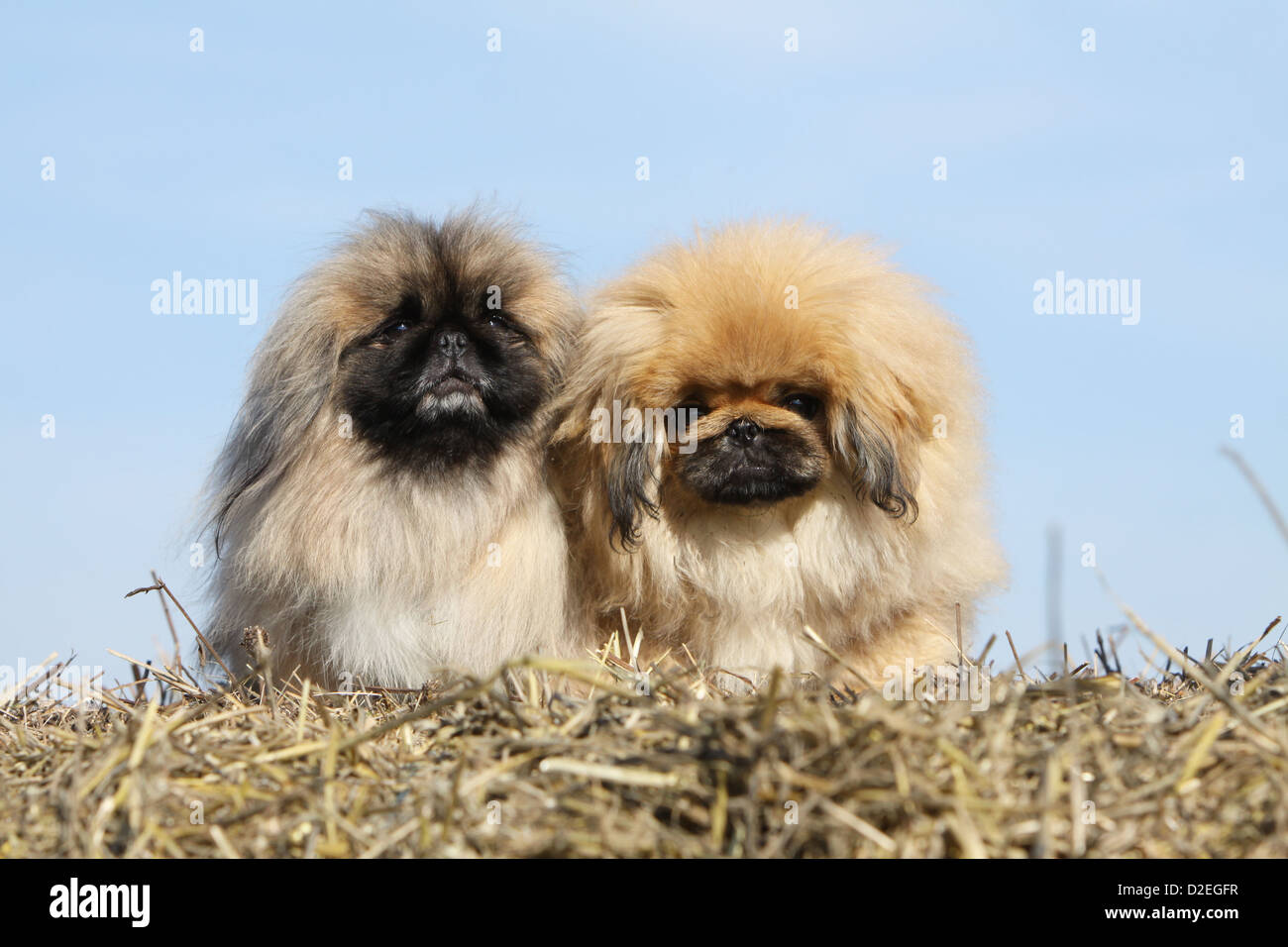 Dog Pekingese / Pekinese / Pékinois adult and puppy sitting on the ...