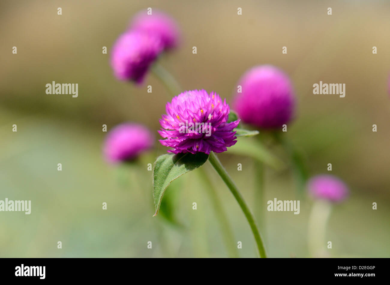 beautiful Globe amaranth flower (Gomphrena globosa Linn.) at Thai ...