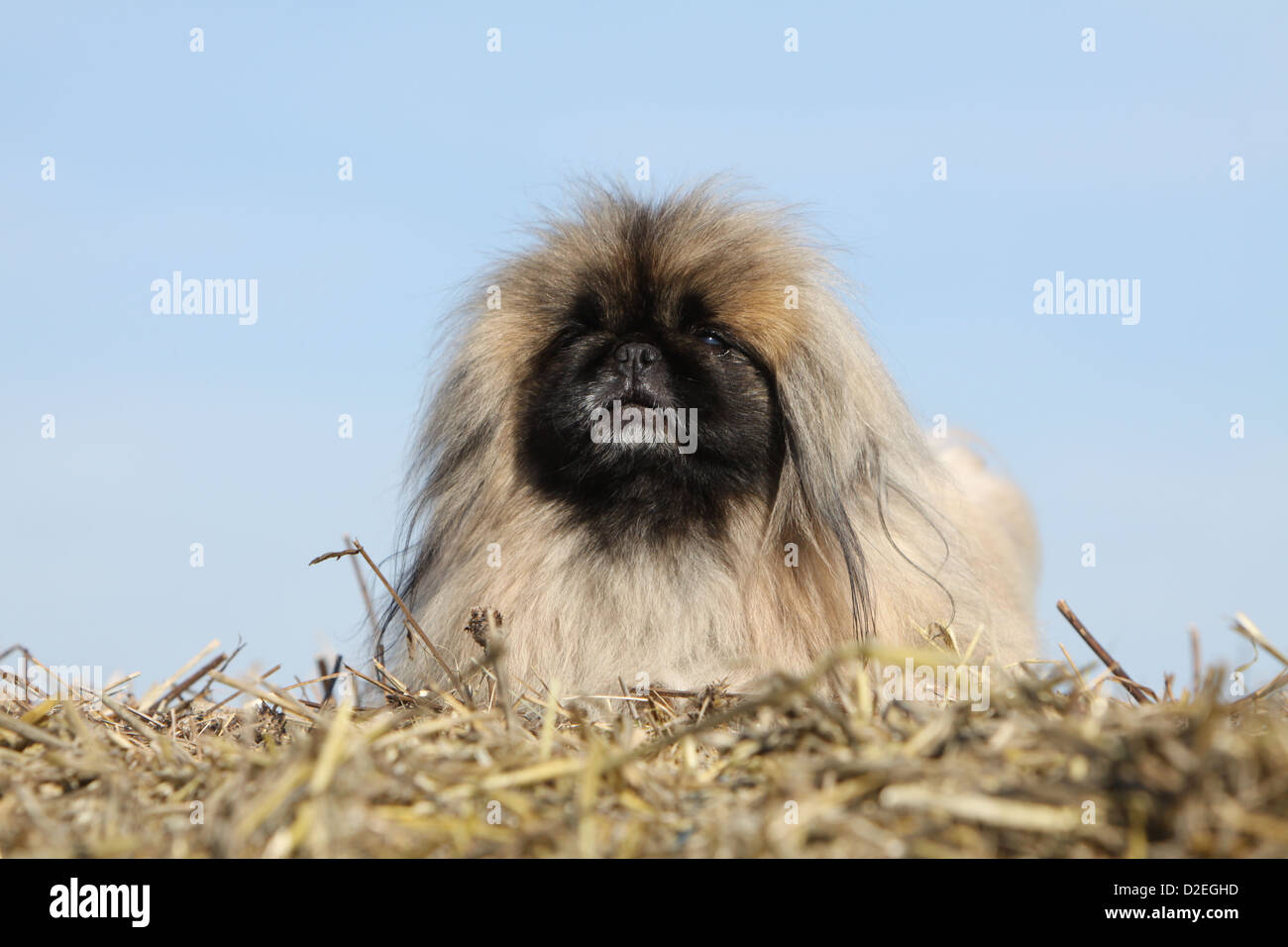 Dog Pekingese / Pekinese / Pékinois adult lying on the straw Stock ...