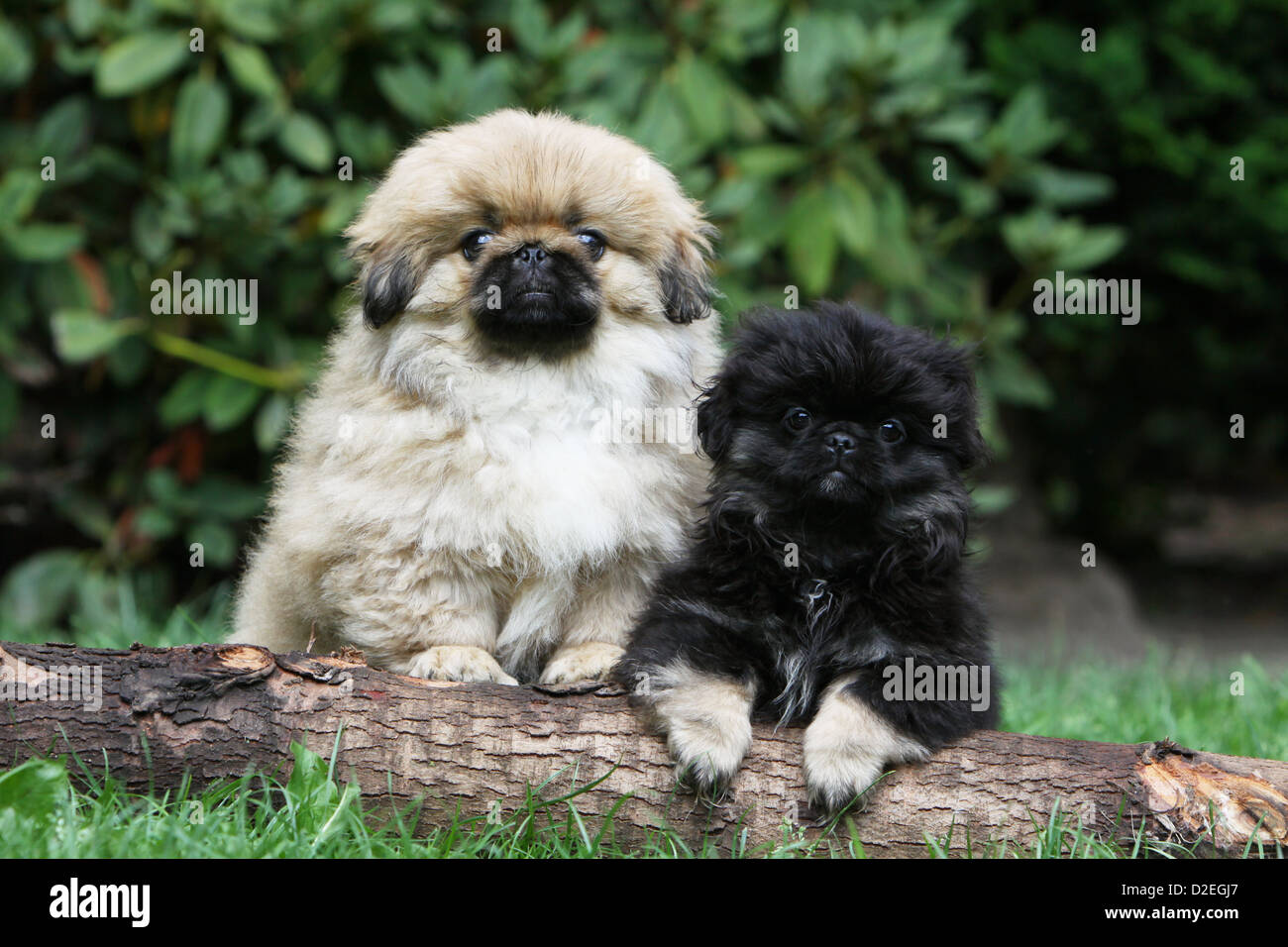 Dog Pekingese / Pekinese / Pékinois two puppies different color on a ...
