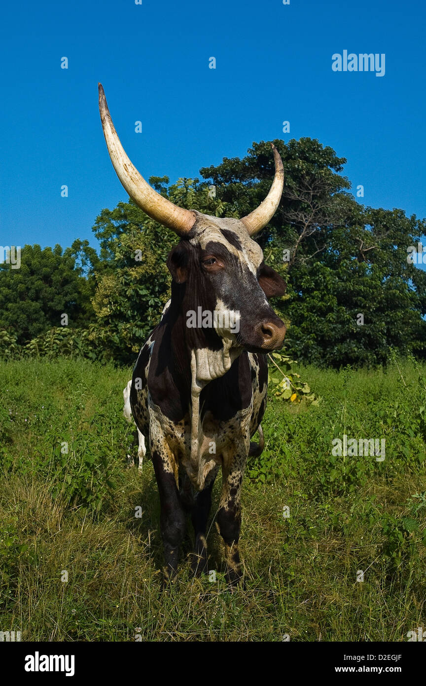 Alibori hi-res stock photography and images - Alamy