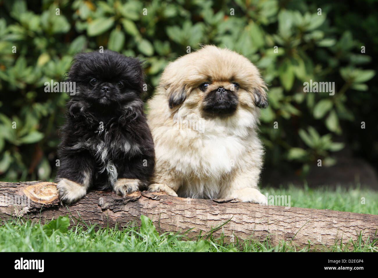 Dog Pekingese / Pekinese / Pékinois two puppies different color on a ...