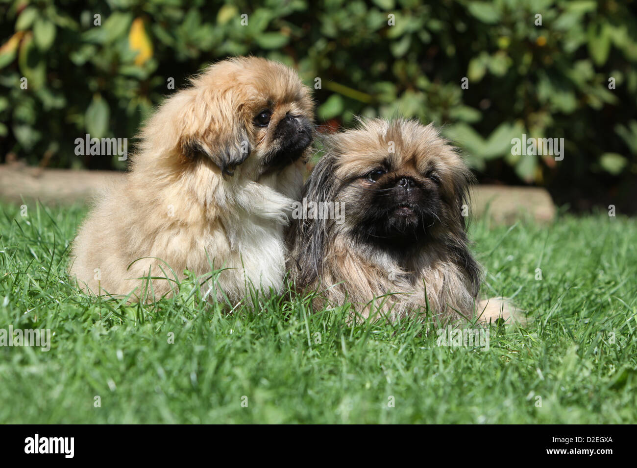 Pekingese hi-res stock photography and images - Alamy