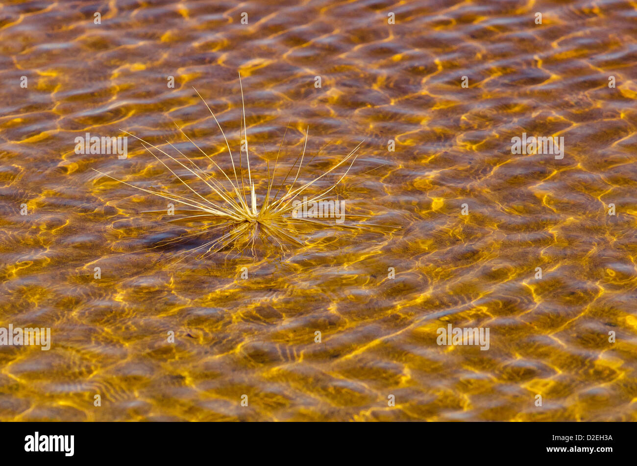 Gold Ripple High Resolution Stock Photography and Images - Alamy