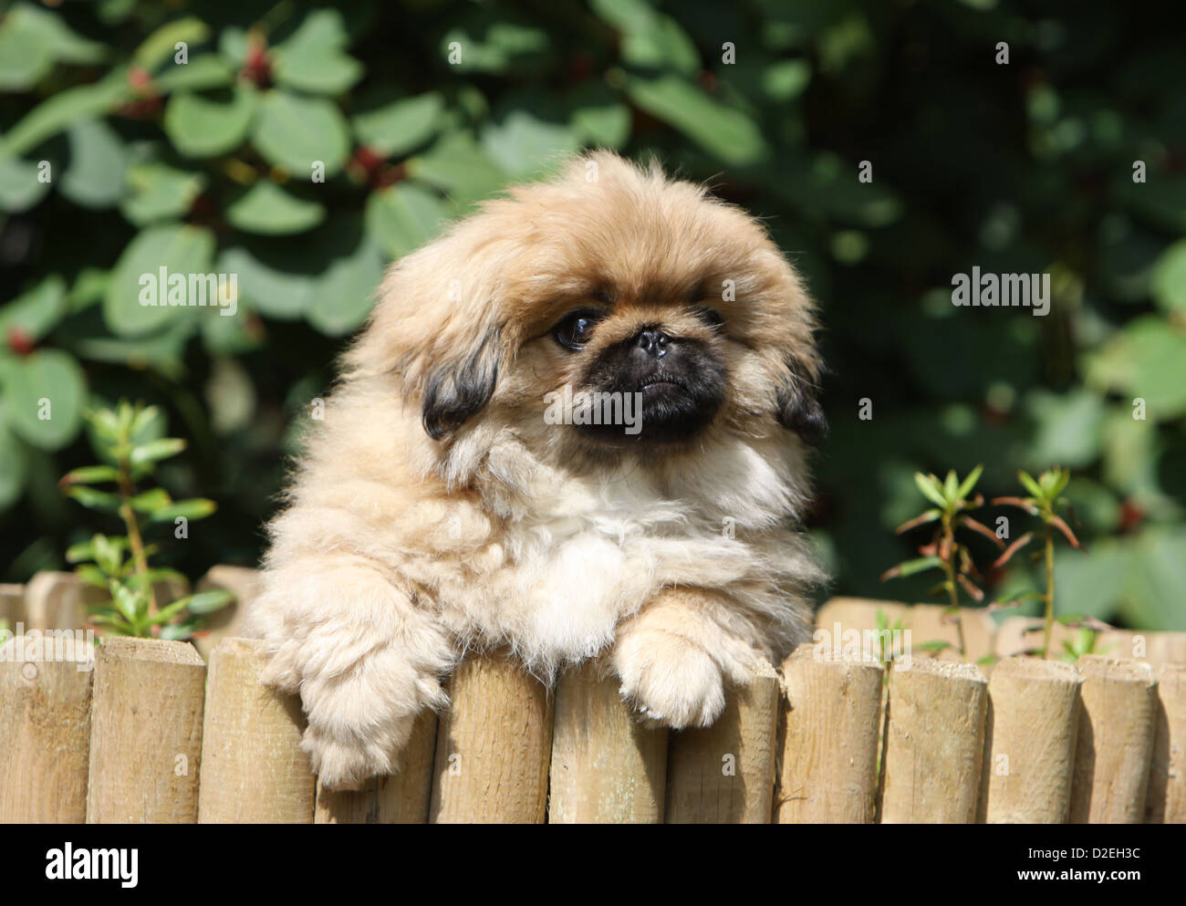 Dog Pekingese / Pekinese / Pékinois puppy lying on a barrier Stock ...