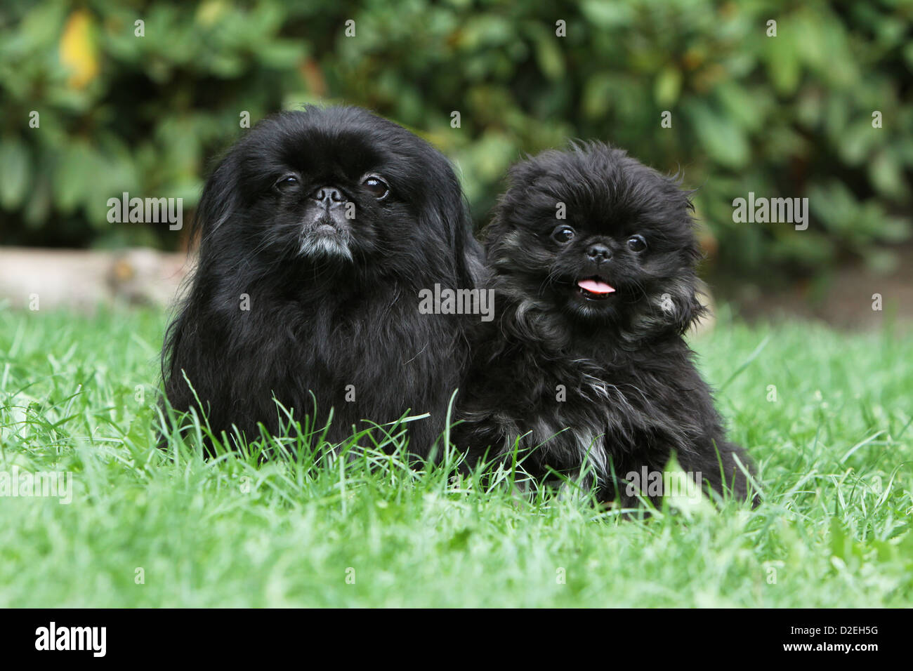 Dog Pekingese / Pekinese / Pékinois adult and puppy sitting in the ...