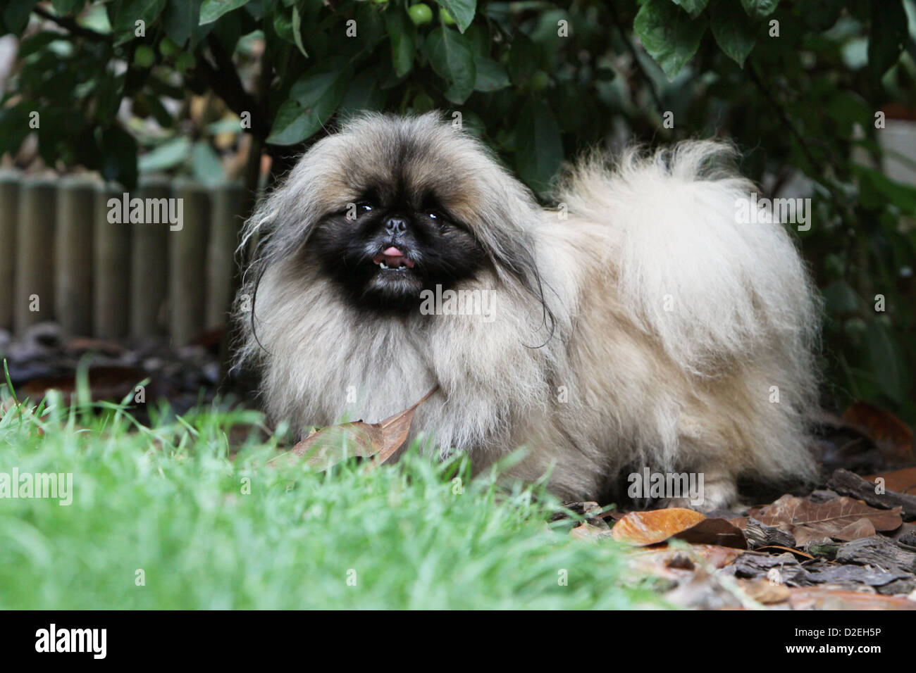 Dogs toy breeds pekingese hi-res stock photography and images - Alamy