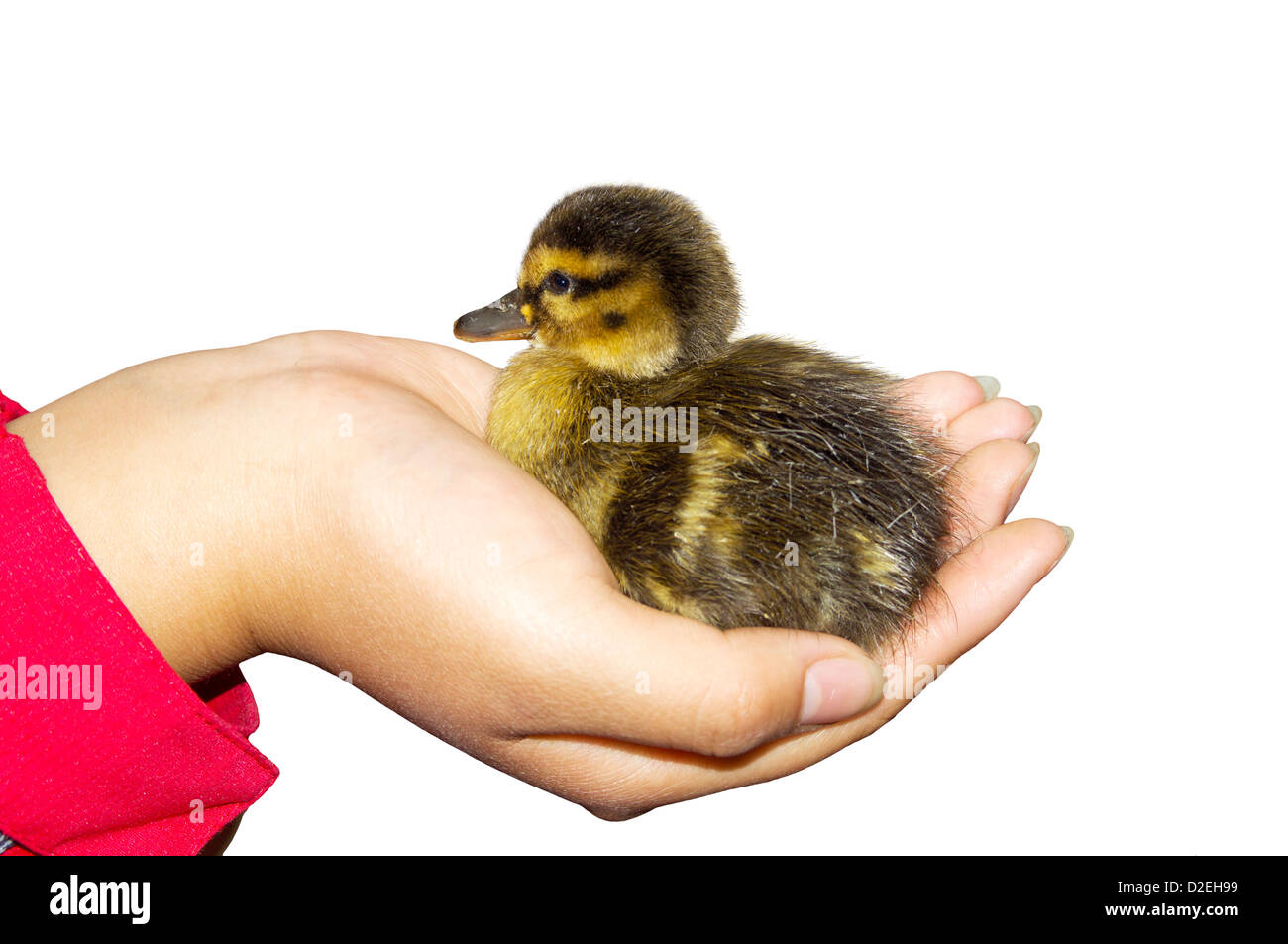 Little duck lying in the palm of the hand Stock Photo - Alamy