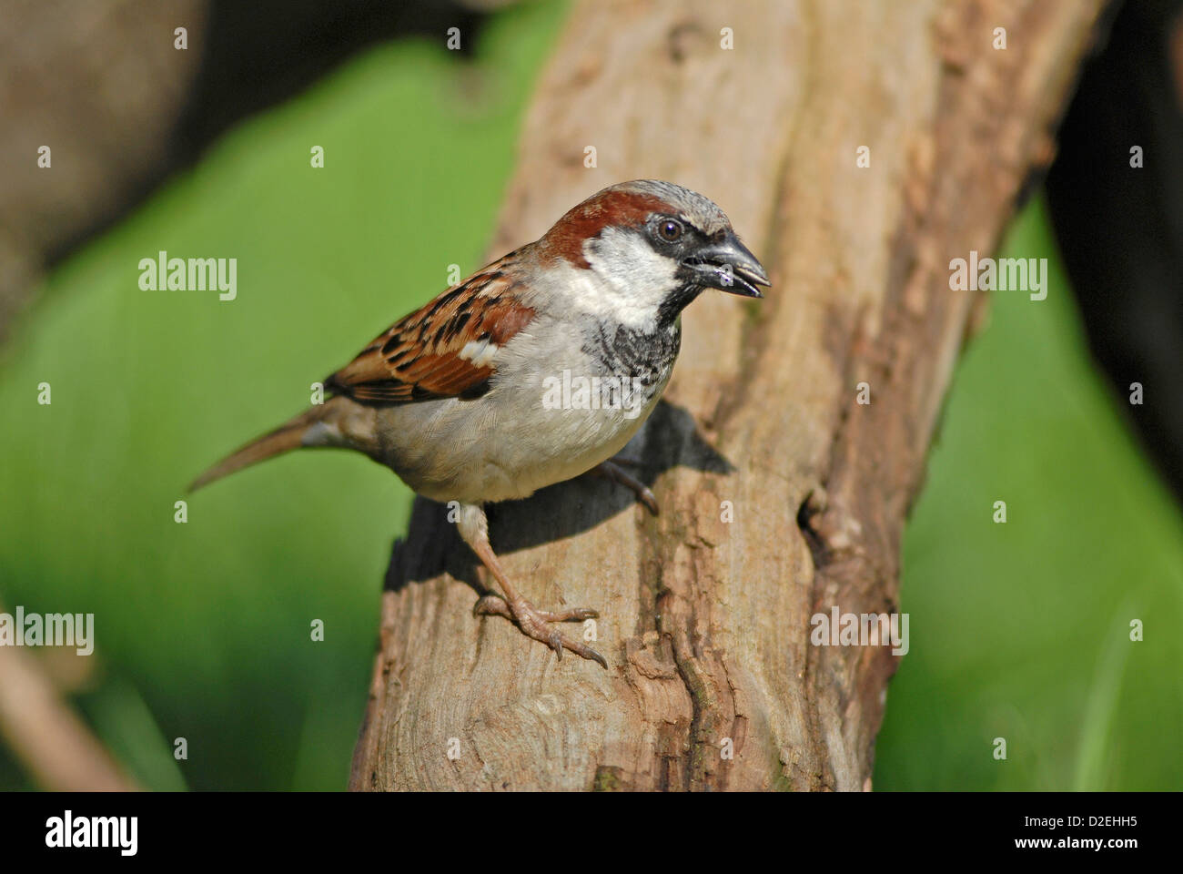 France, Midi Pyrenees, House Sparrow (Passer domesticus Stock Photo - Alamy