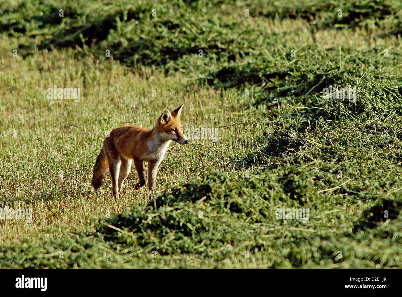 France, Midi Pyrenees, the red fox (Vulpes vulpes Stock Photo - Alamy