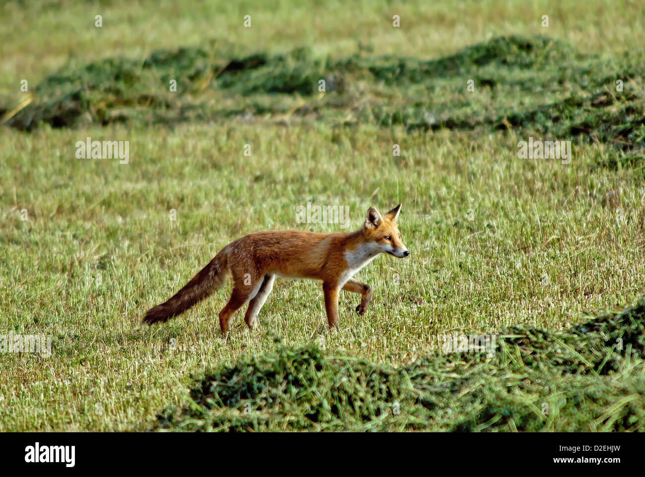 France, Midi Pyrenees, the red fox (Vulpes vulpes Stock Photo - Alamy