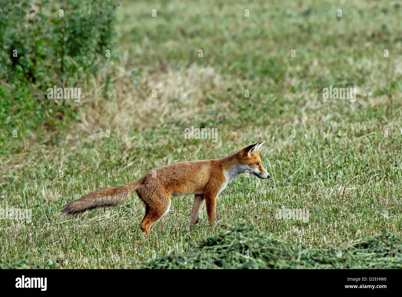 France, Midi Pyrenees, the red fox (Vulpes vulpes Stock Photo - Alamy