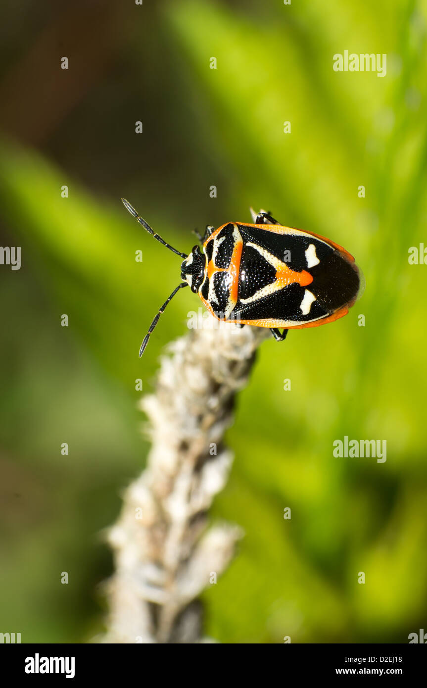 The spots stink bugs close-up in the outdoors Stock Photo - Alamy
