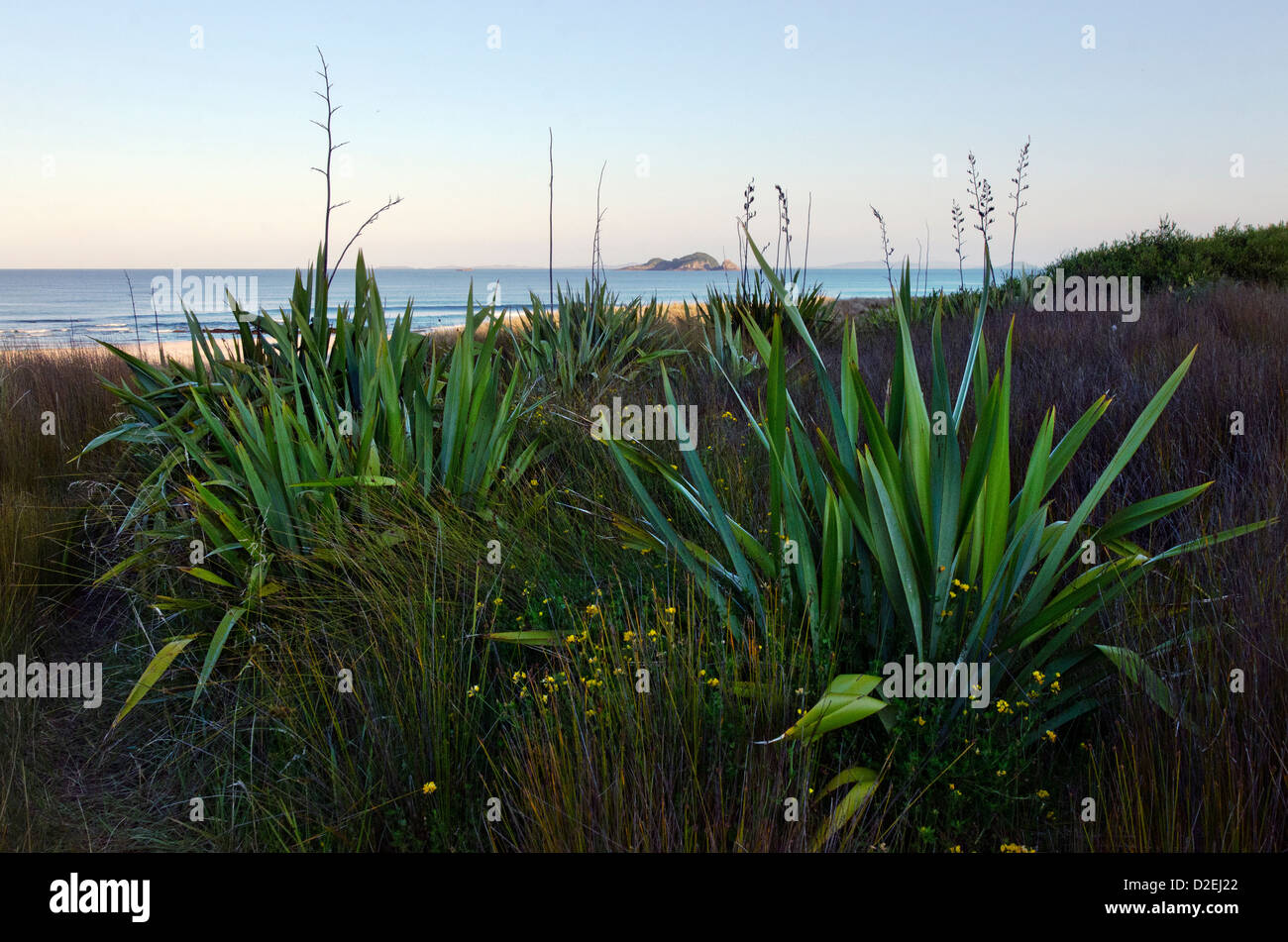 Flax And Beach High Resolution Stock Photography and Images - Alamy