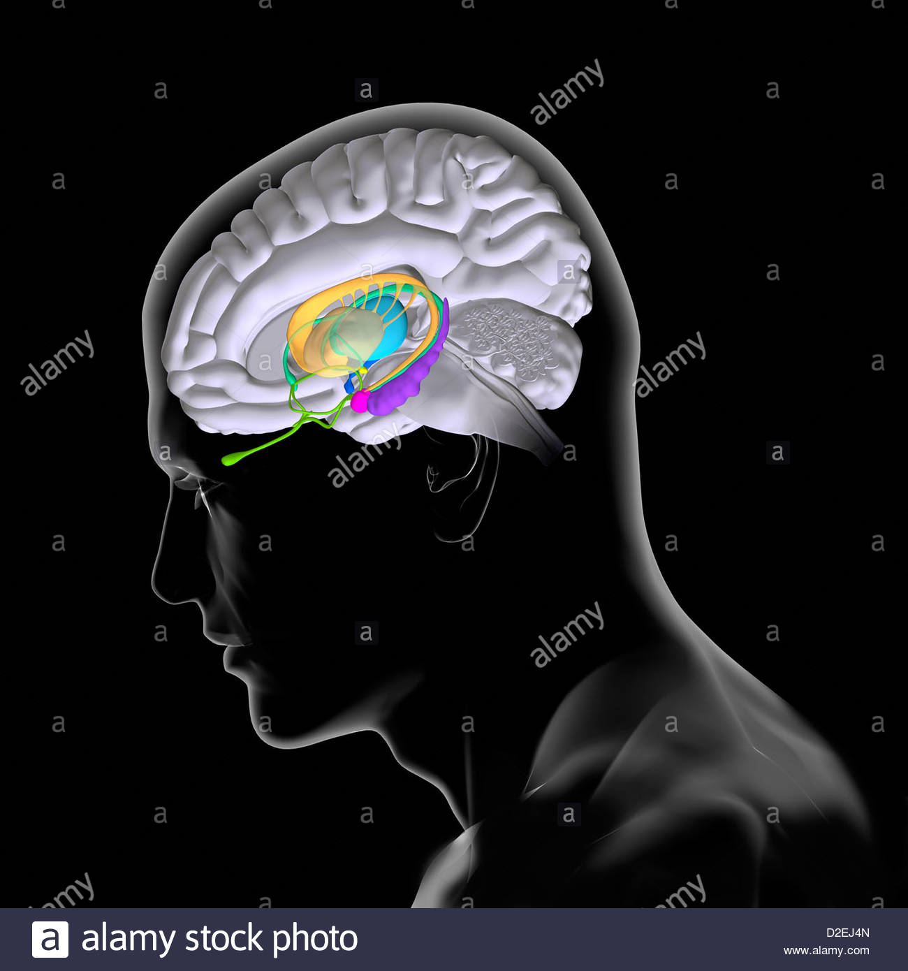 Caudate Nucleus Stock Photos & Caudate Nucleus Stock Images - Alamy