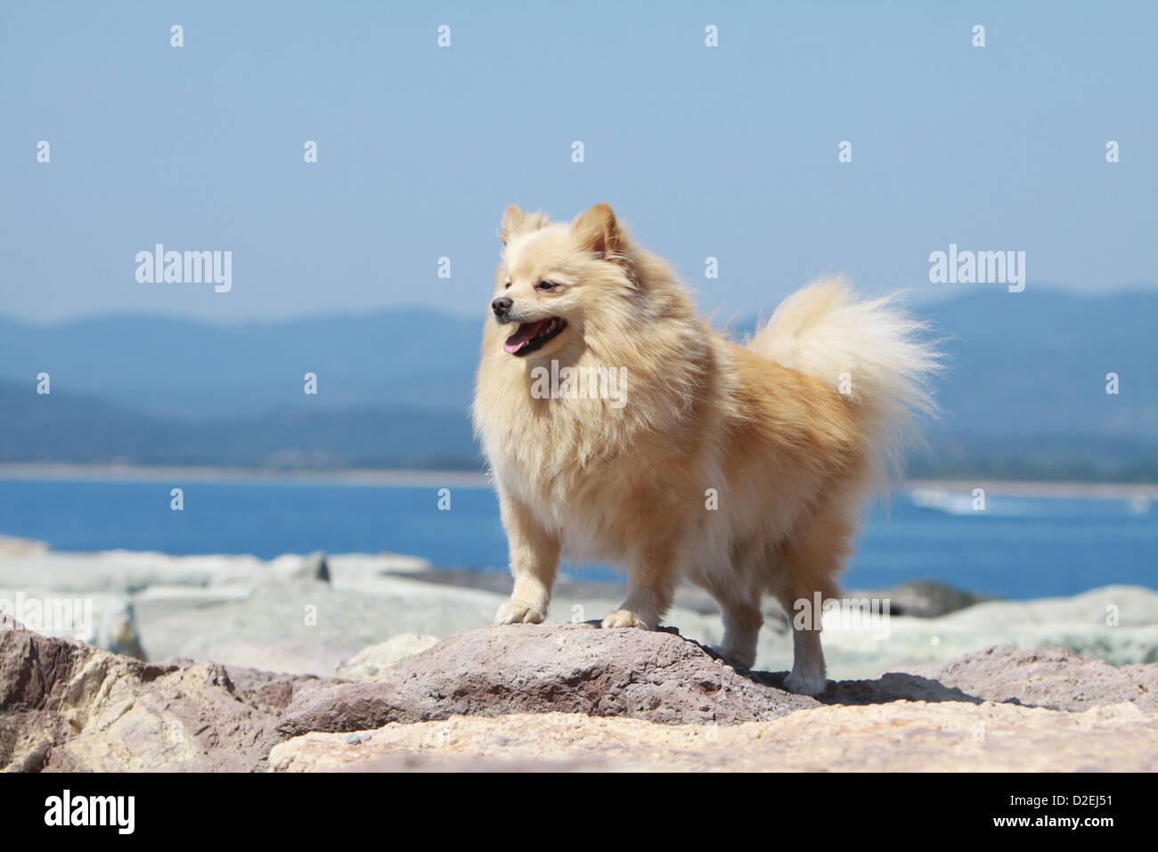 Dog German Spitz / Pomeranian adult (cream) standing on the rocks Stock ...