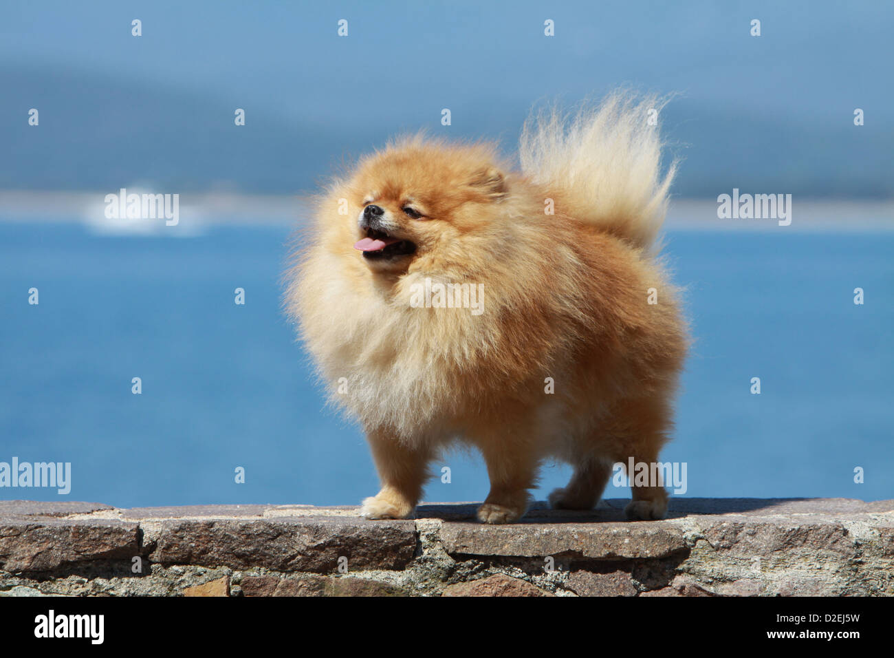 Dog German Spitz / Pomeranian adult (orange) standing on a wall Stock ...