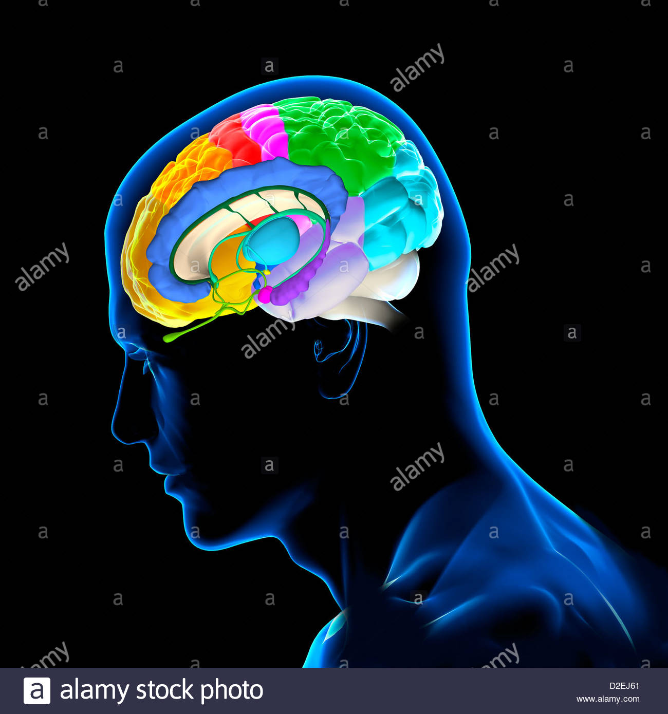 Commissura Stock Photos & Commissura Stock Images - Alamy