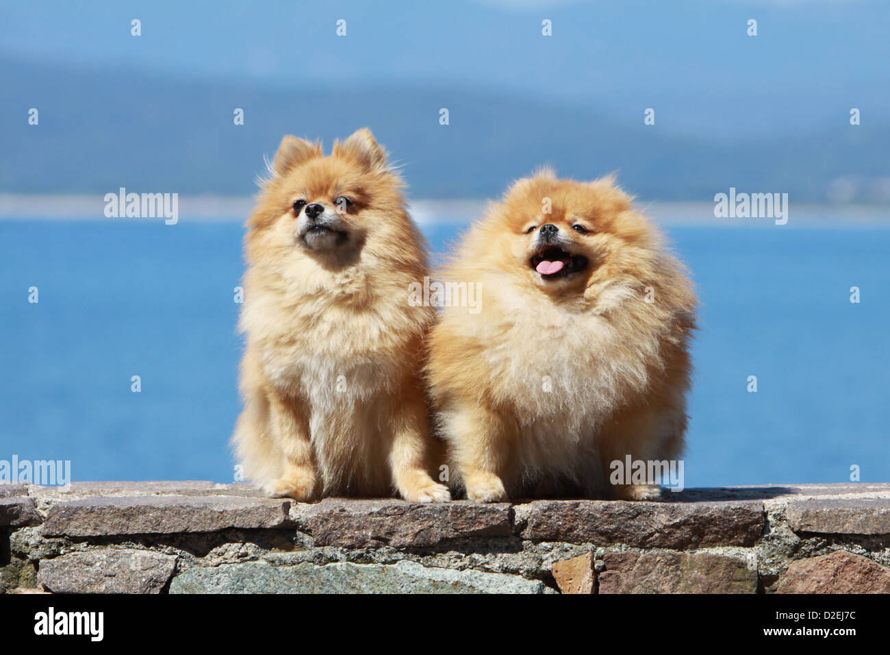 Dog German Spitz / Pomeranian two adults (orange) sitting on a wall ...