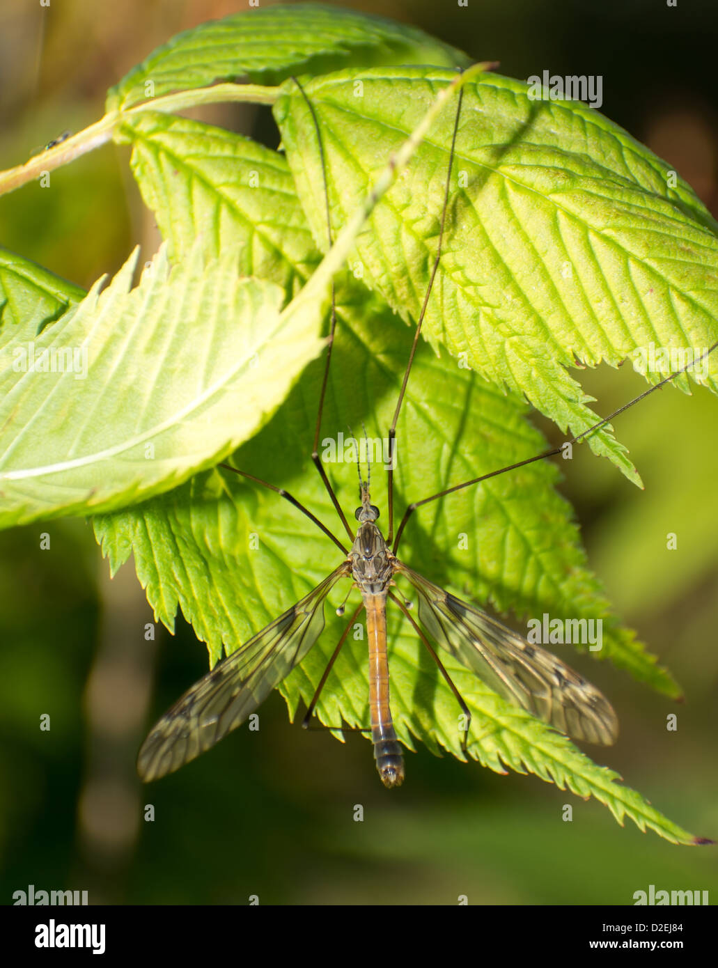 With long legs hanging fly Stock Photo - Alamy