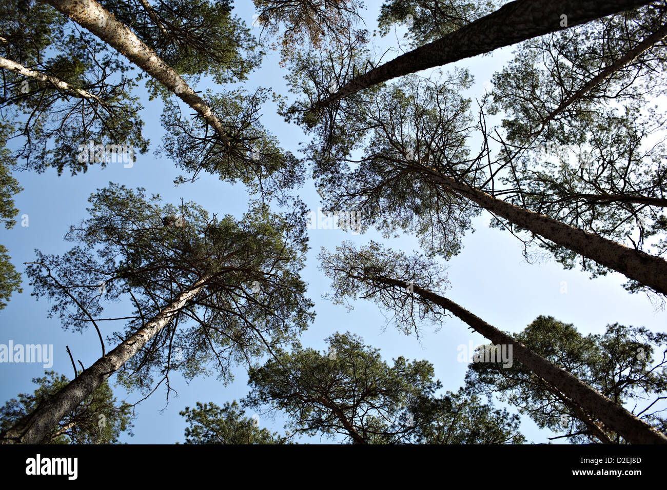 Lofty pine trees, up, blue sky, nature Stock Photo - Alamy