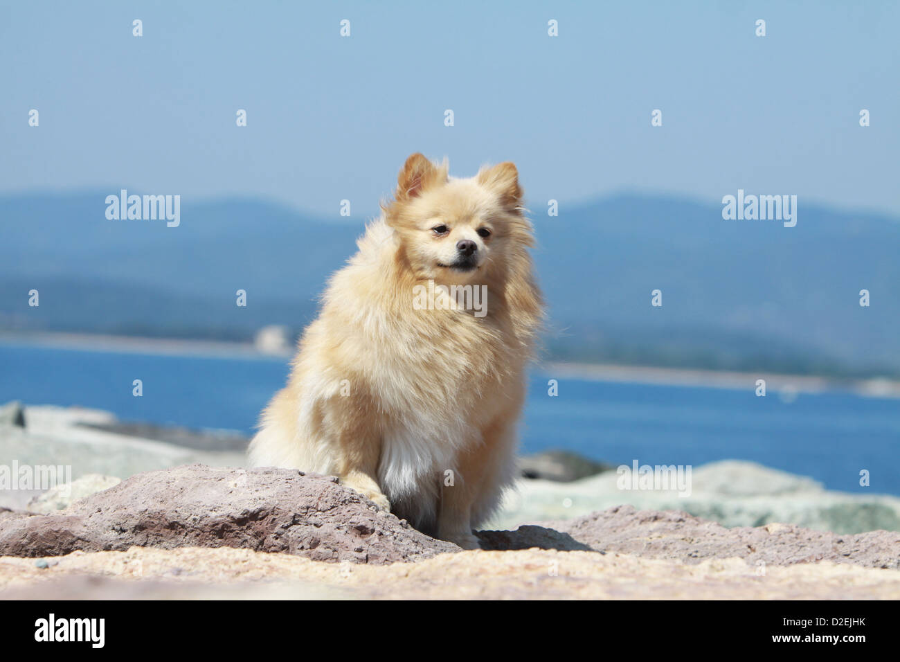 Dog German Spitz / Pomeranian adult (cream) sitting on a rock Stock ...
