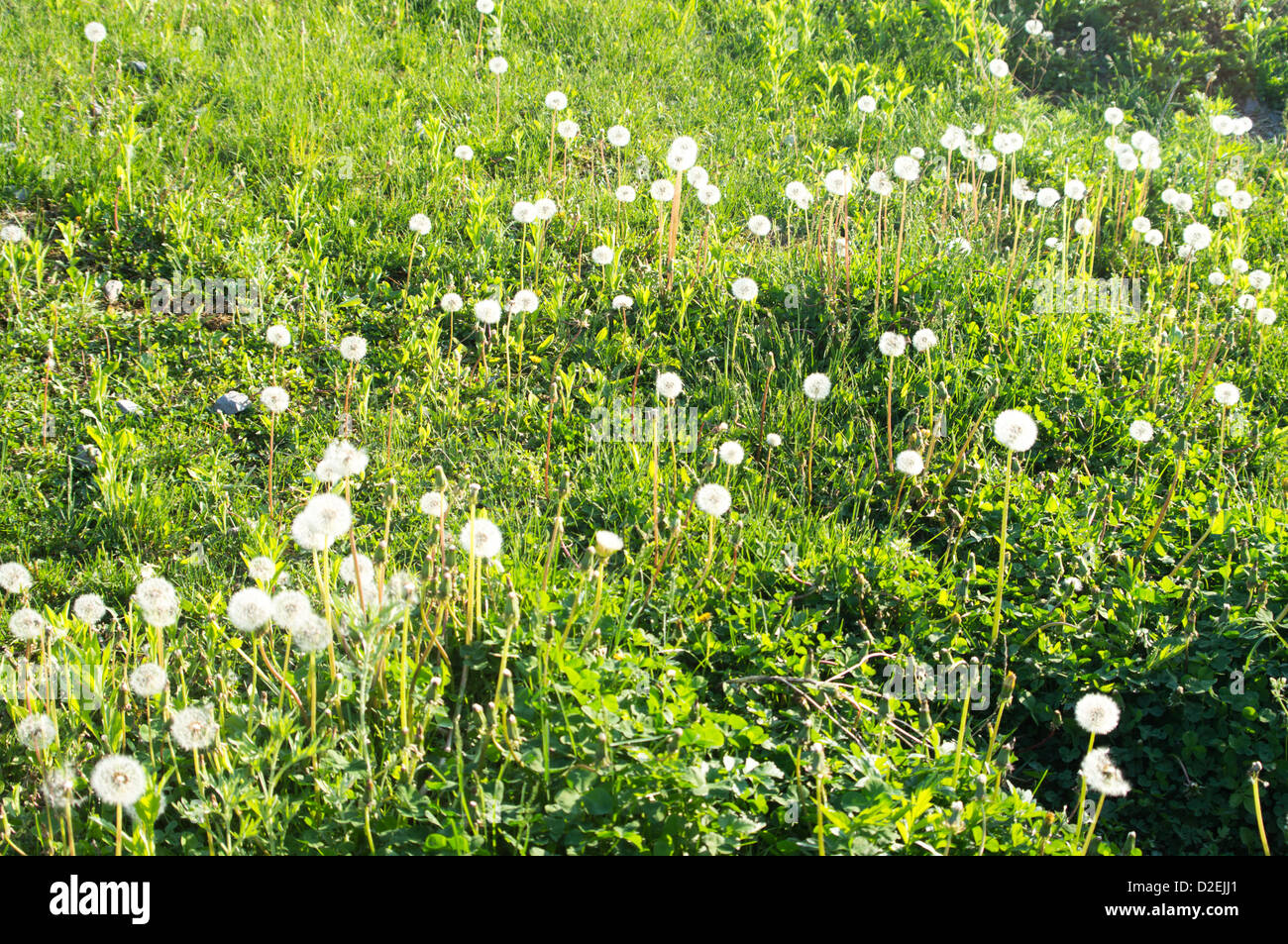 Overgrown with dandelions in the grass Stock Photo - Alamy
