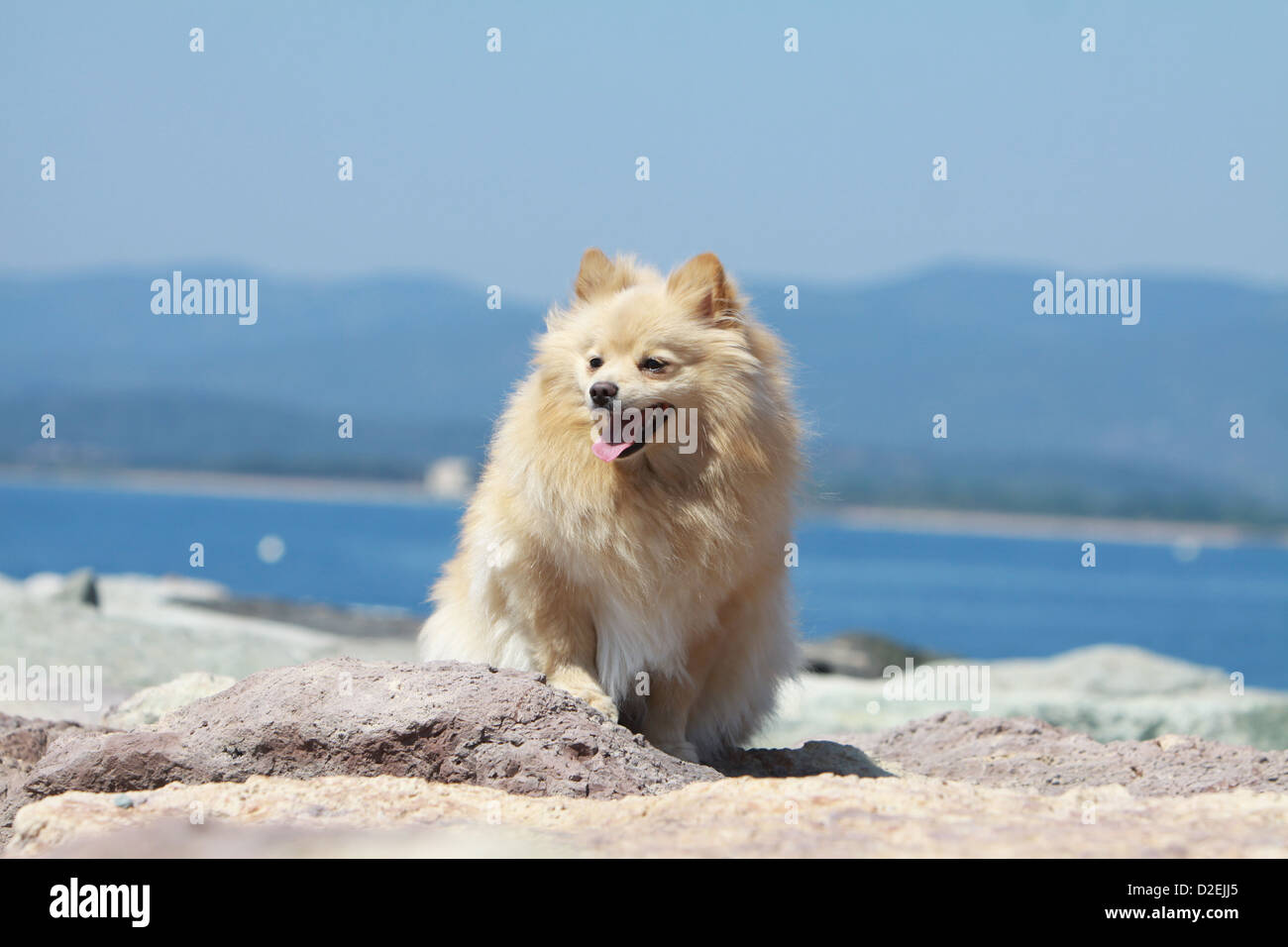 Dog German Spitz / Pomeranian adult (cream) sitting on a rock Stock ...