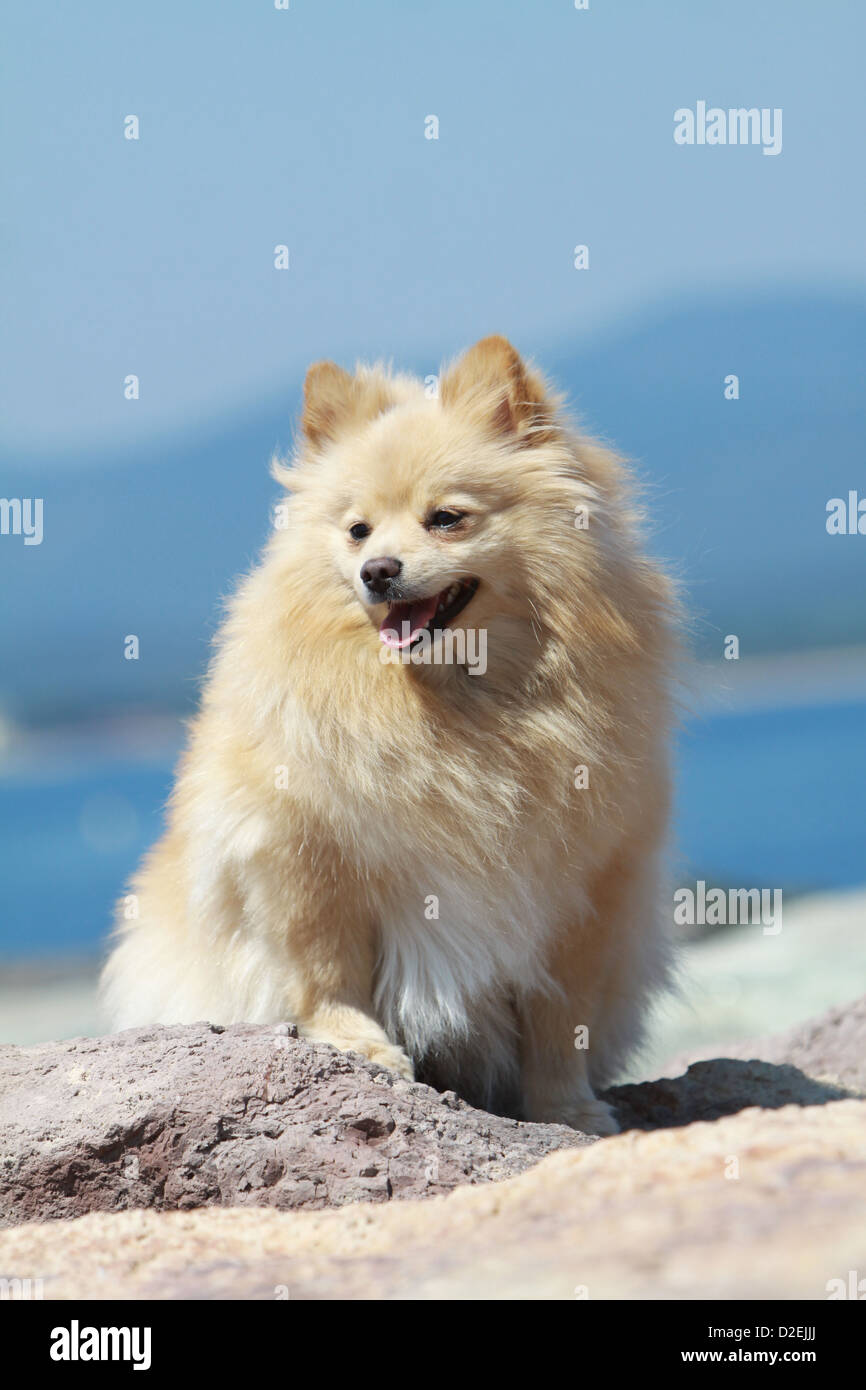 Dog German Spitz / Pomeranian adult (cream) sitting on a rock Stock ...