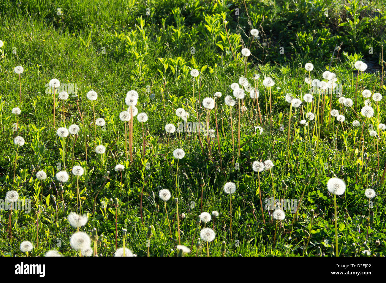 Overgrown with dandelions in the grass Stock Photo - Alamy