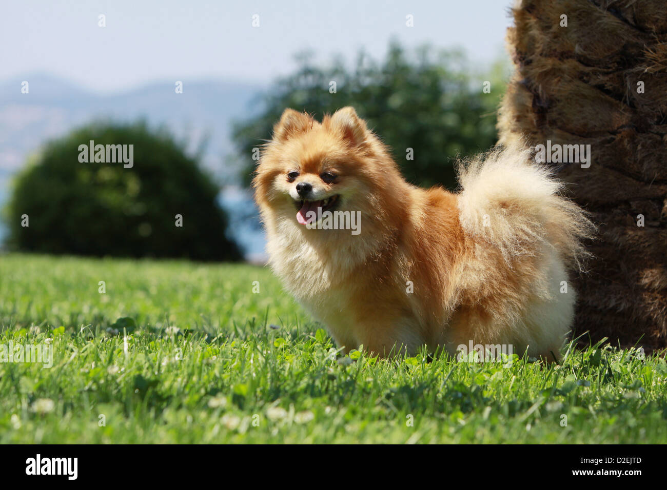 Dog German Spitz / Pomeranian adult (orange) standing in the grass ...