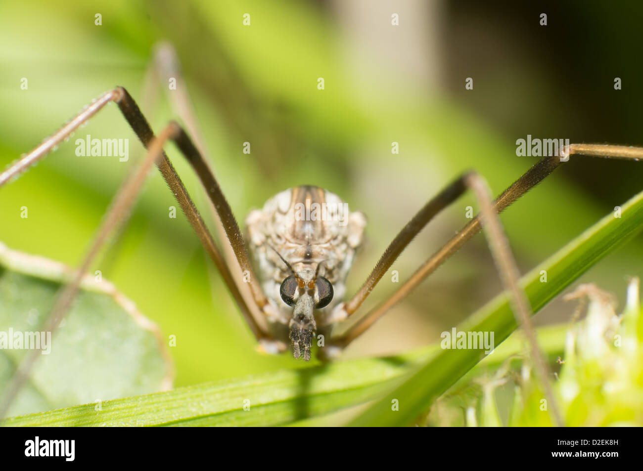 Hanging fly's head close-up Stock Photo - Alamy