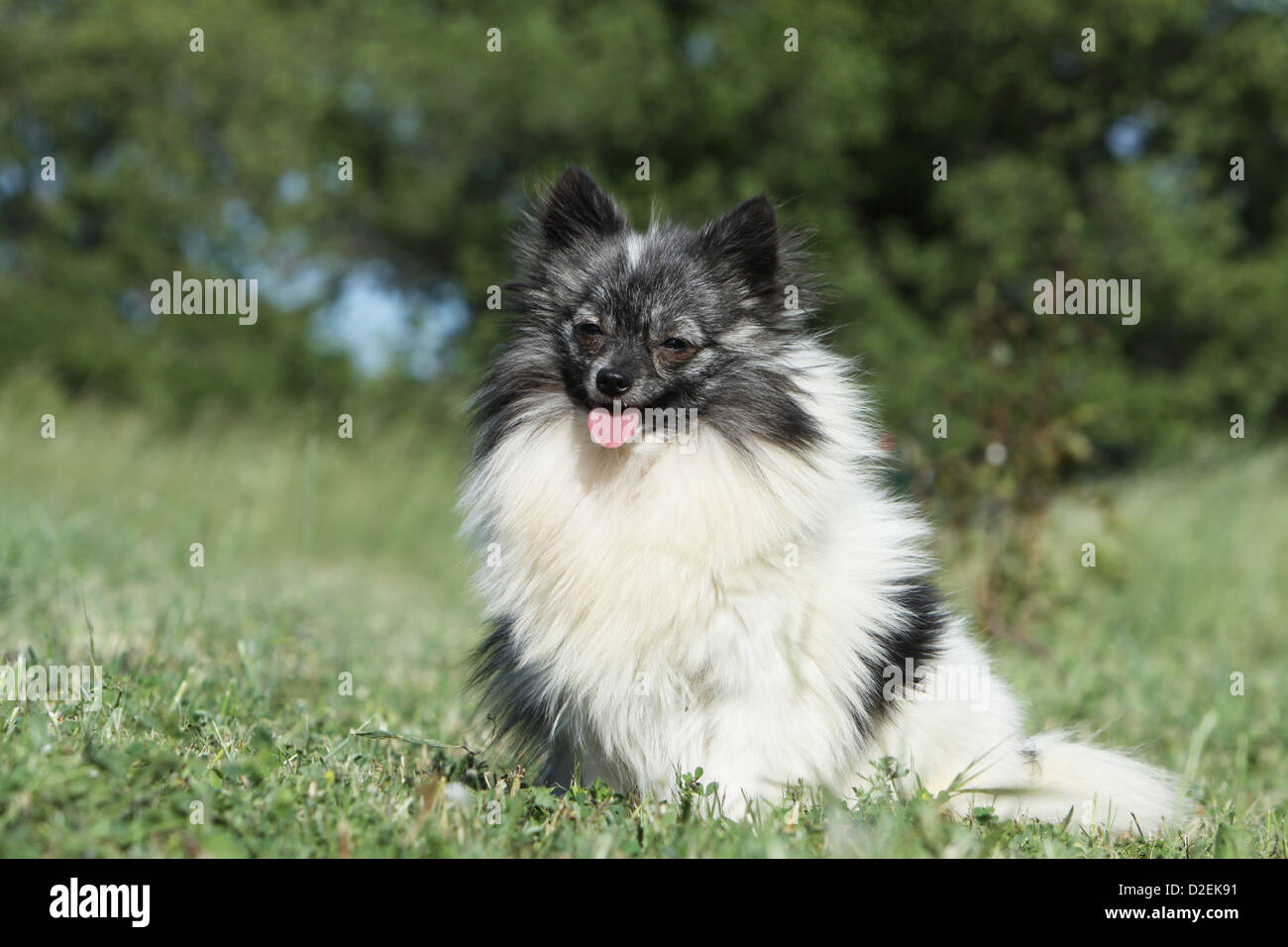 Dog German Spitz / Pomeranian adult (bicolor) sitting in a meadow Stock ...