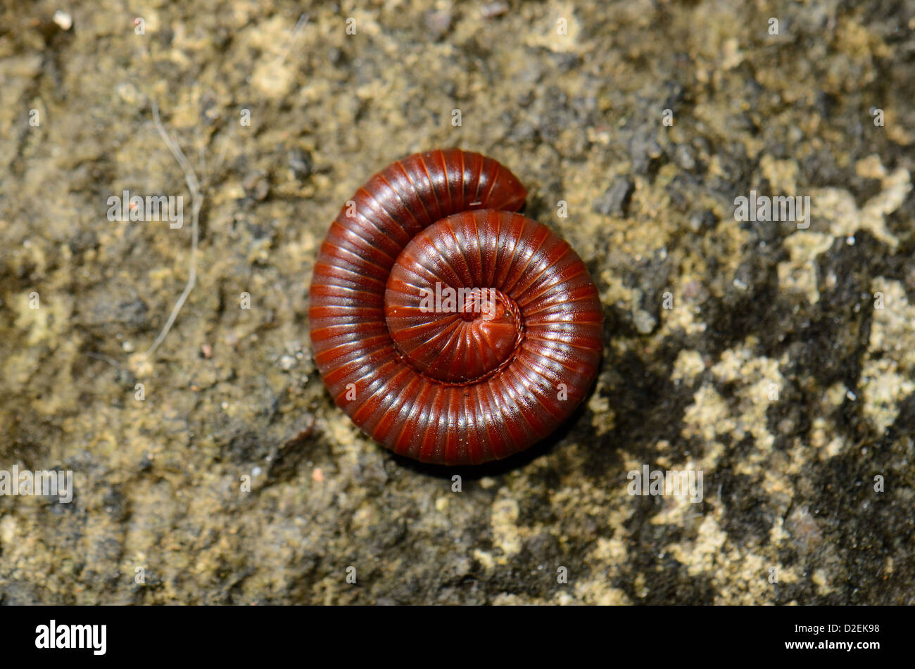 Red millipede hi-res stock photography and images - Alamy