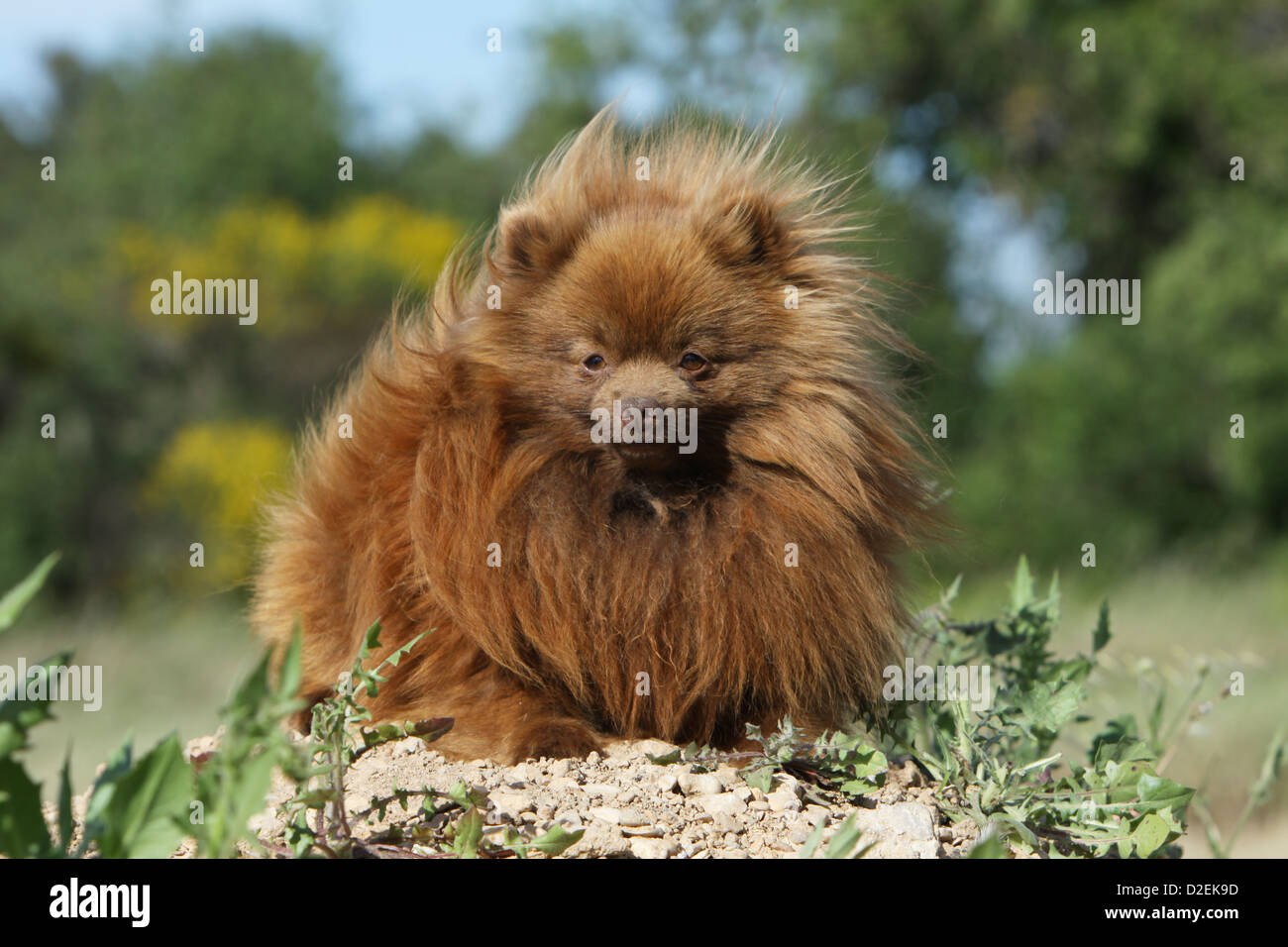 Dog German Spitz / Pomeranian adult (orange red) lying on the ground ...