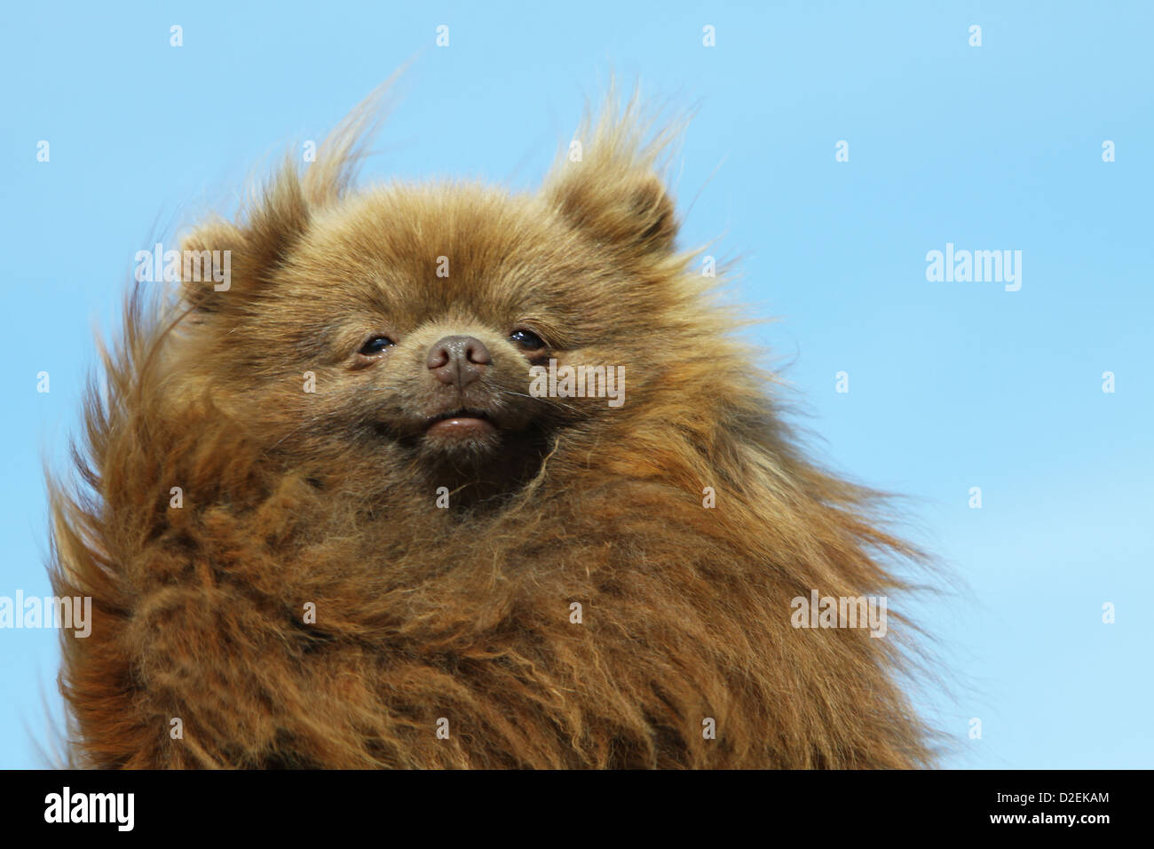 Dog German Spitz / Pomeranian adult (orange red) portrait Stock Photo ...