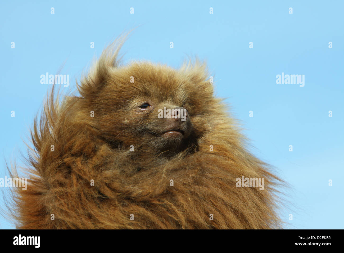Dog German Spitz / Pomeranian adult (orange red) portrait Stock Photo ...