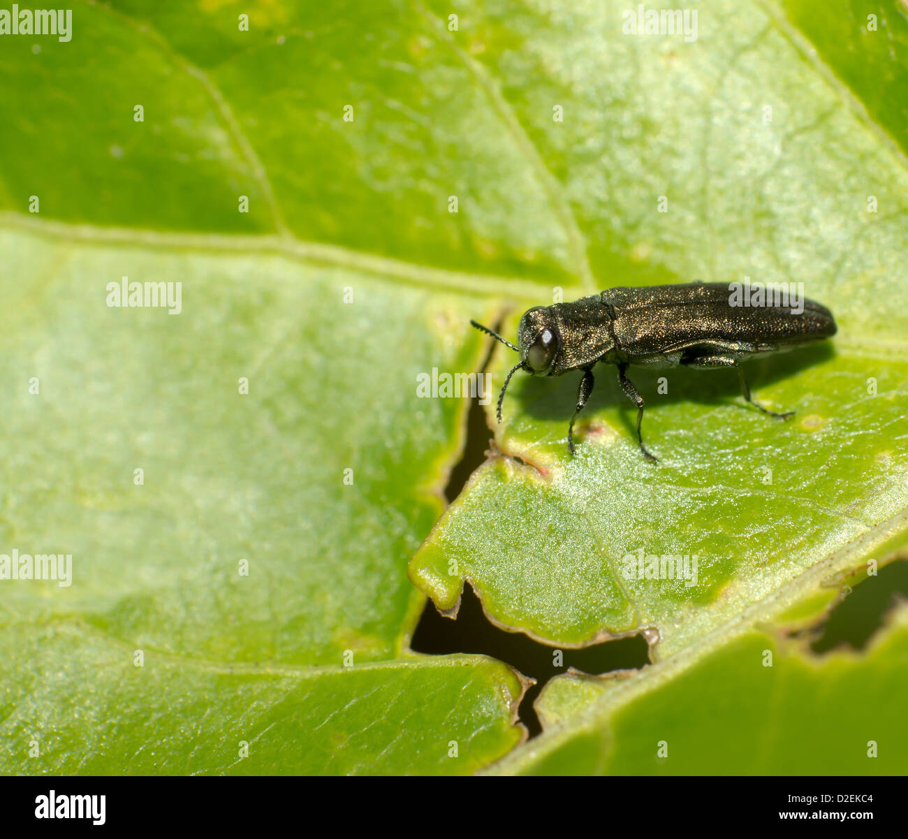 Summer beetles hi-res stock photography and images - Alamy