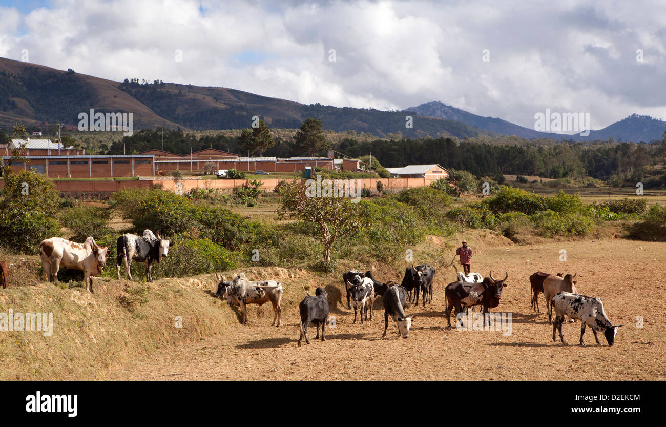 Madagascar, Ambositra, Savika, Zebus herded into field for competition ...