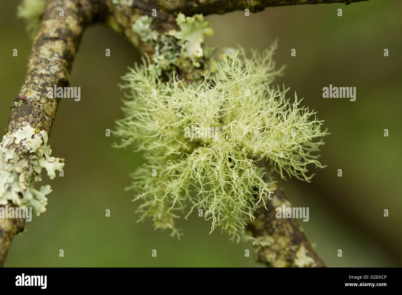 Usnea Lichen on branch Stock Photo - Alamy