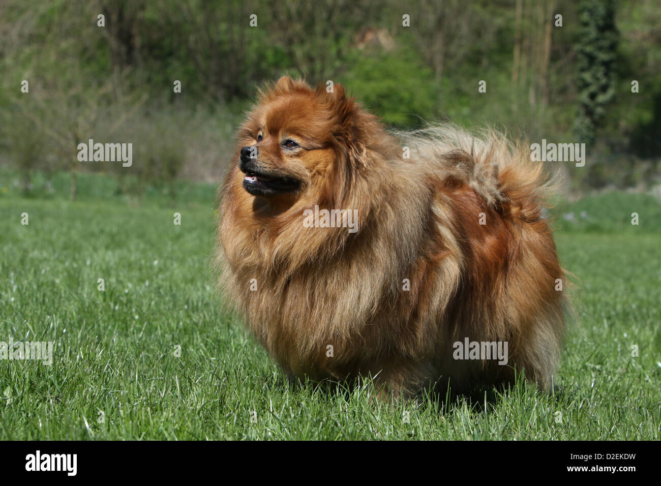 Dog German Spitz / Pomeranian adult (orange) standing profile in the ...