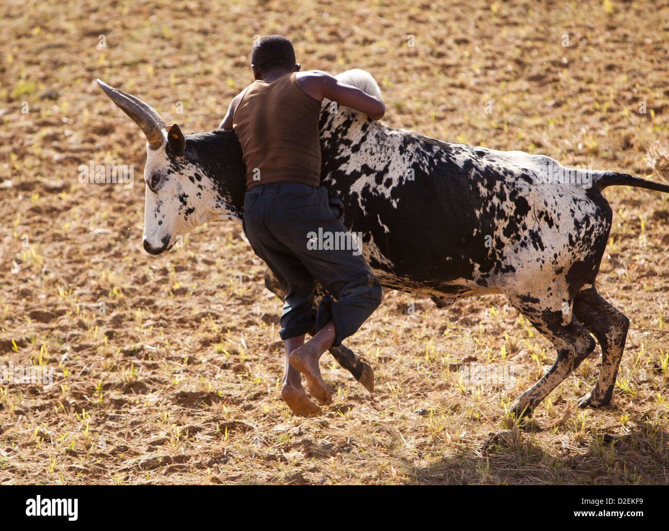 Savika High Resolution Stock Photography and Images - Alamy