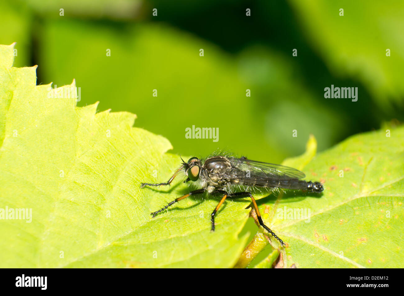 The gadfly hi-res stock photography and images - Alamy