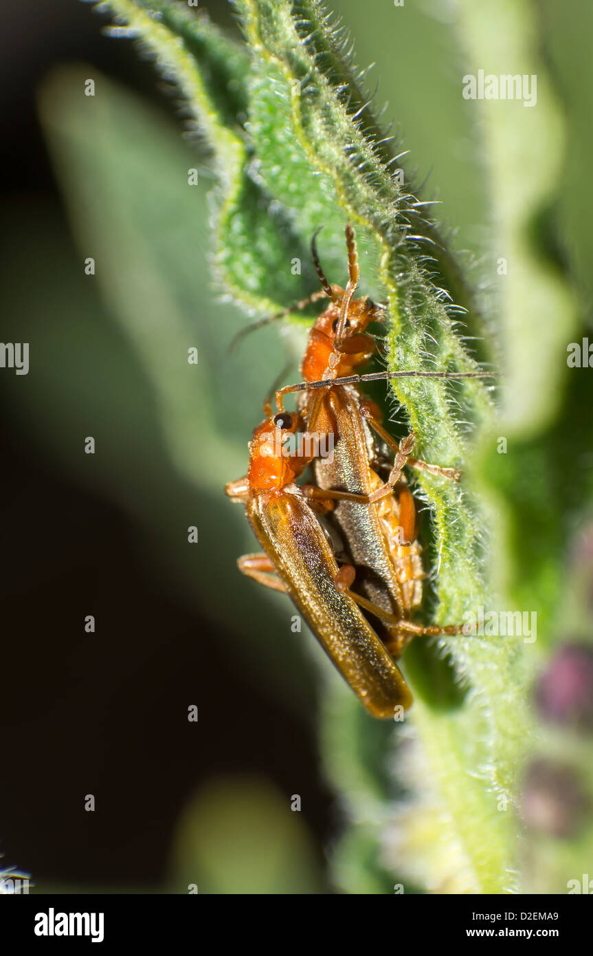 The two breeding seasons beetle Stock Photo - Alamy