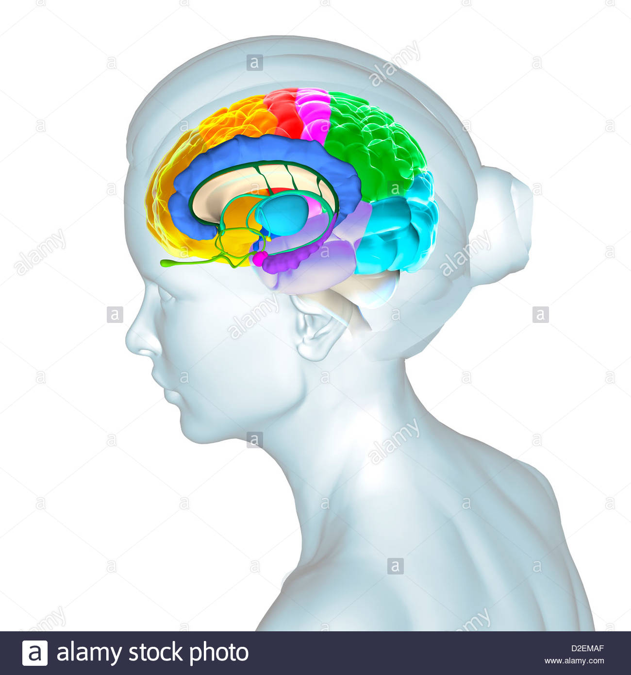 Mammillary Body Stock Photos & Mammillary Body Stock Images - Alamy