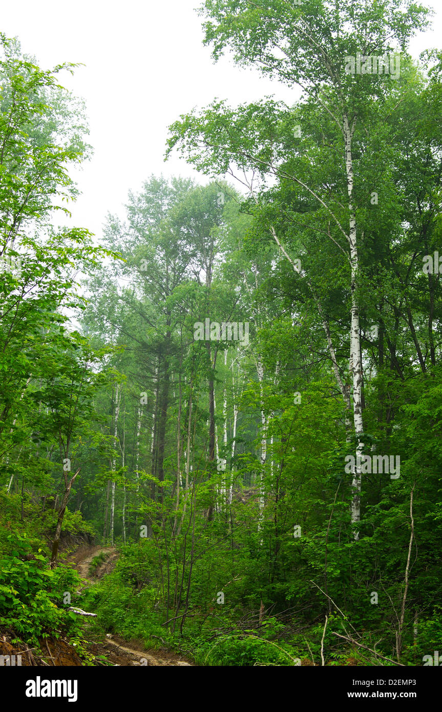 Dense birch forest in summer Stock Photo - Alamy